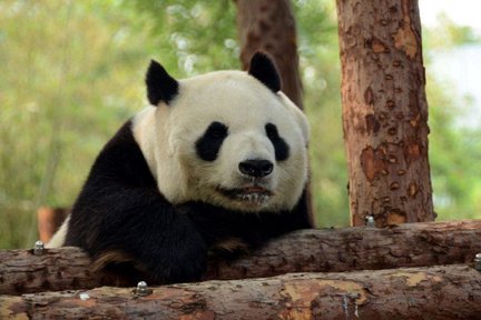 Beijing Zoo: Everything You Need Before Visiting