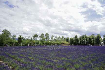 Best Furano ski resort Tours, Japan 2025