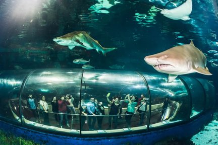 Barcelona Aquarium: Everything You Need Before Visiting