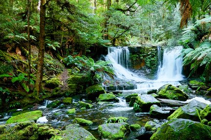 Mount Field National Park: Everything You Need Before Visiting