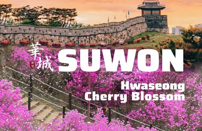 Top 10 Cherry blossom Activities in South Korea 2024