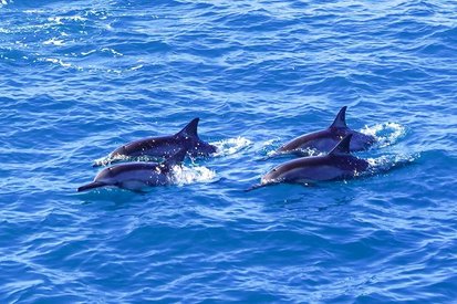 Top 10 Hawaii Water activities 2025 - Klook Philippines