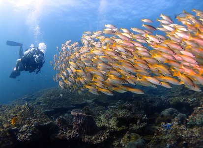 Top 10 Krabi Scuba diving 2024 - Klook United States