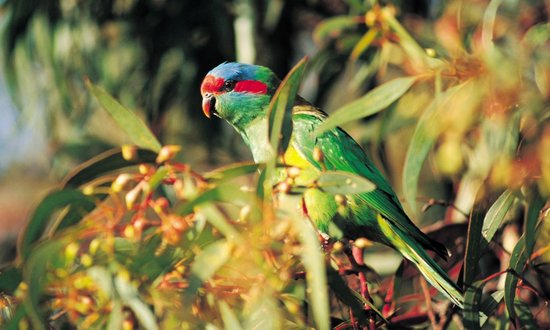 Top 10 Adelaide Wildlife 2023 - Klook Malaysia