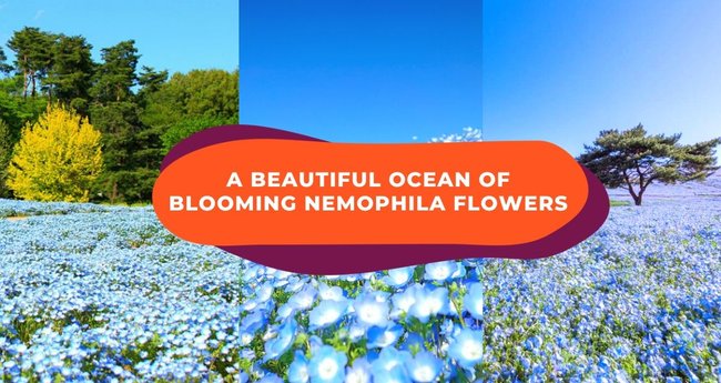 Magical Sights With Over 5 Million Tiny Flowers Blooming at Hitachi ...