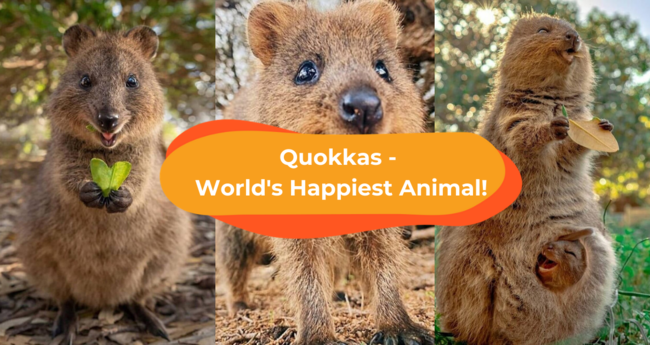 Things You May Not Know About the Adorable Quokkas - Klook Travel Blog