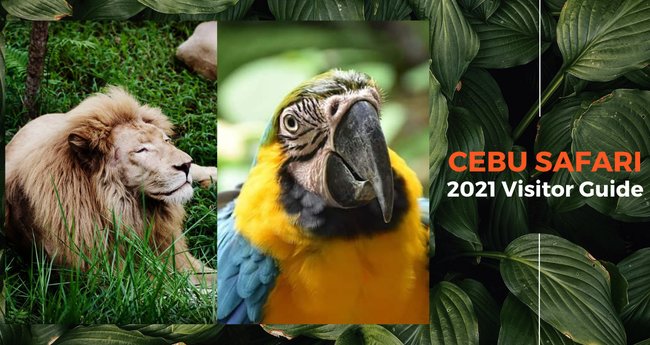 What You Need To Know Before Visiting Cebu Safari: Entrance Fees, New ...