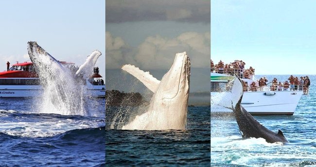 Migaloo the White Humpback Whale Facts and Where To Spot Him - Klook ...