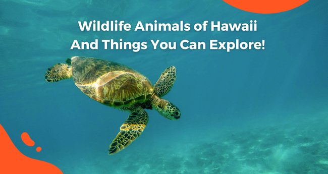 Wildlife Animals of Hawaii And Things You Can Explore! - Klook Travel Blog