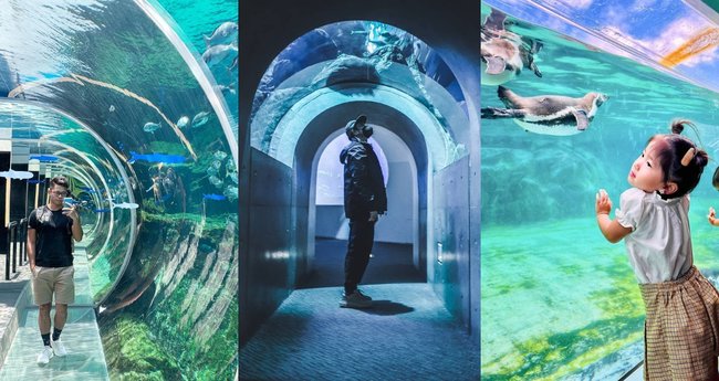 10 Best Aquariums to Visit in Tokyo, Japan - Klook Travel Blog