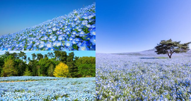 Magical Sights With Over 5 Million Tiny Flowers Blooming at Hitachi ...