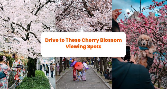 Drive to These Cherry Blossom Spots for the Best Springtime Road Trip ...