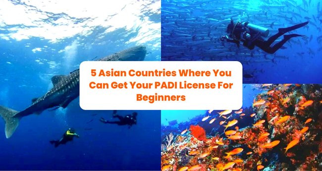 5 Asian Countries Where You Can Get Your PADI License For Beginners ...
