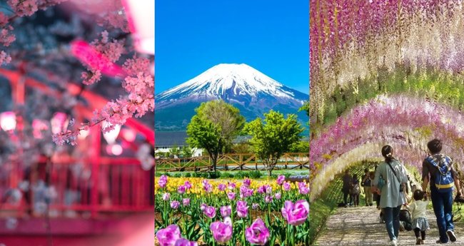 10 Japanese Flower Festivals in Spring to Catch in 2024 - Klook Travel Blog