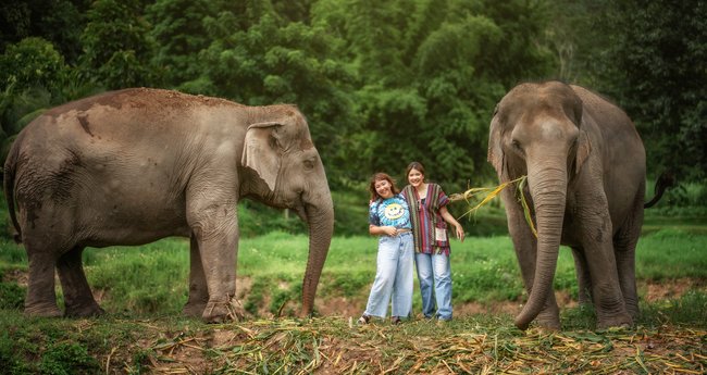 A Look at Elephant Jungle Sanctuary: Pioneering Ethical and Sustainable ...
