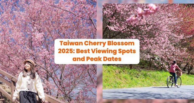 Taiwan Cherry Blossom 2025: 15 Best Viewing Spots and Peak Dates During ...