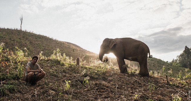 A Look at Elephant Dream Project: A Mission to Bring Gentle Giants Home