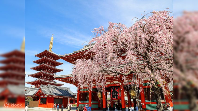 Tokyo Amazing Sightseeing Bus Day Tour - Klook United States