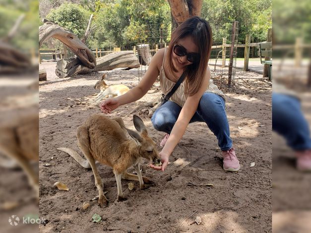 City Highlights and Wildlife Park Guided Day Tour from Perth - Klook