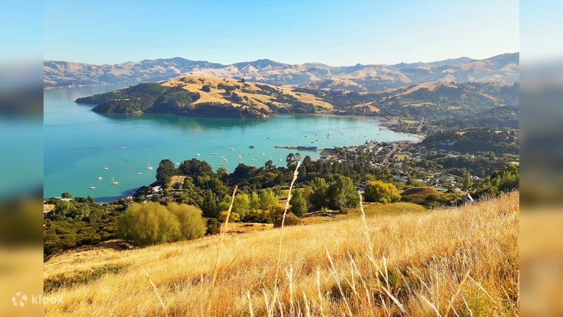 Scenic Nature Tour in Akaroa, New Zealand - Klook