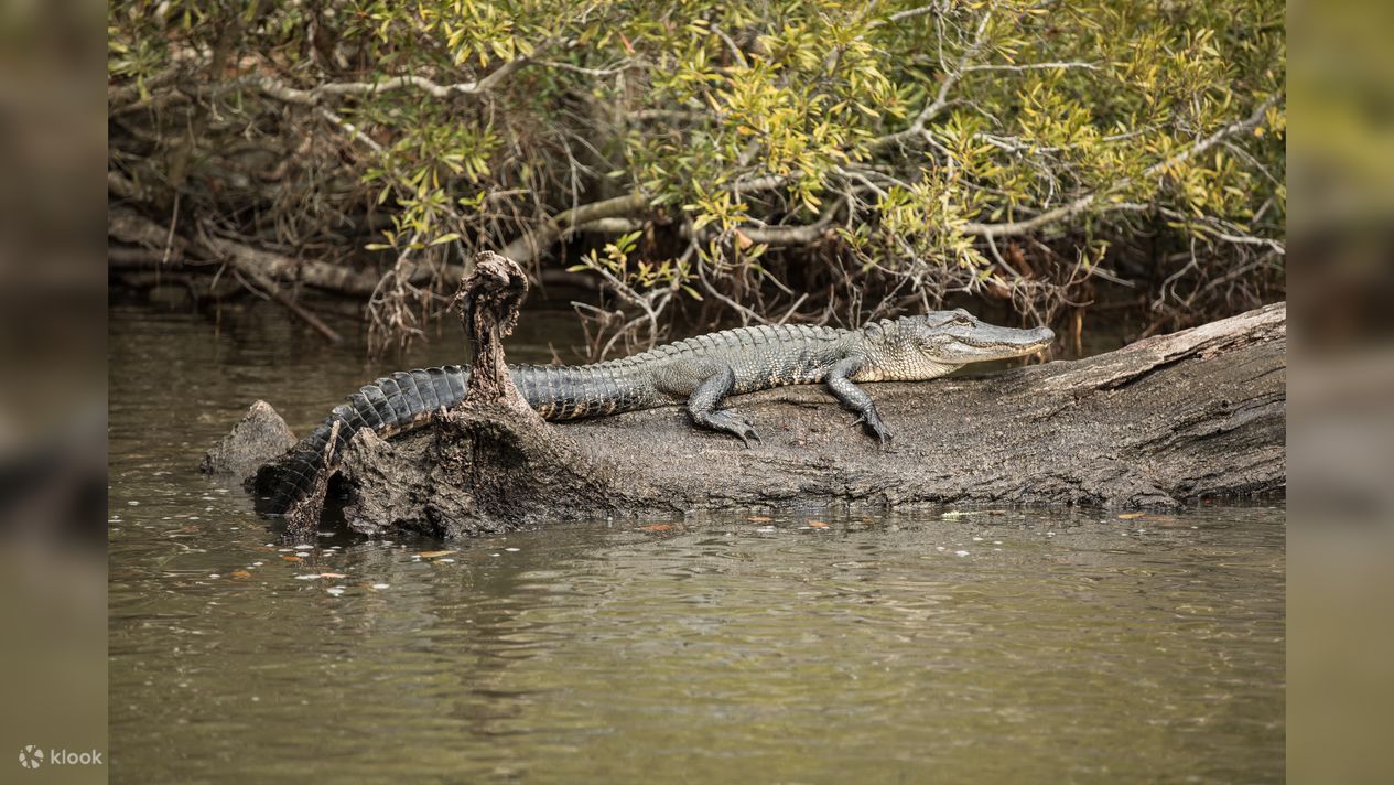 Everglades Alligator Farm Ticket with Airboat Ride in Miami - Klook ...