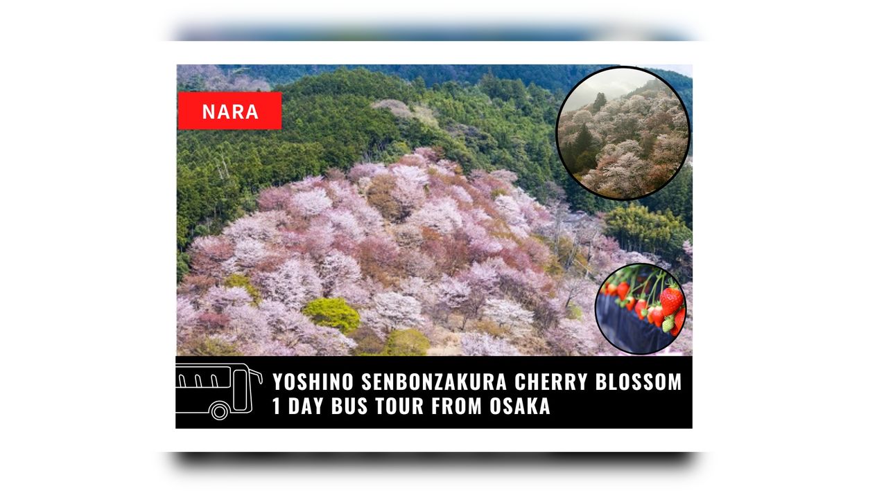 Asuka Strawberry Picking Park and Mount Yoshino Join In Bus Tour with ...