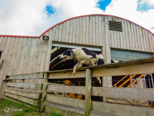 Sheep World Fram Experience from Auckland, New Zealand - Klook