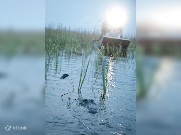 Gator Nights Everglades Nighttime Airboat Adventure in Fort Lauderdale ...