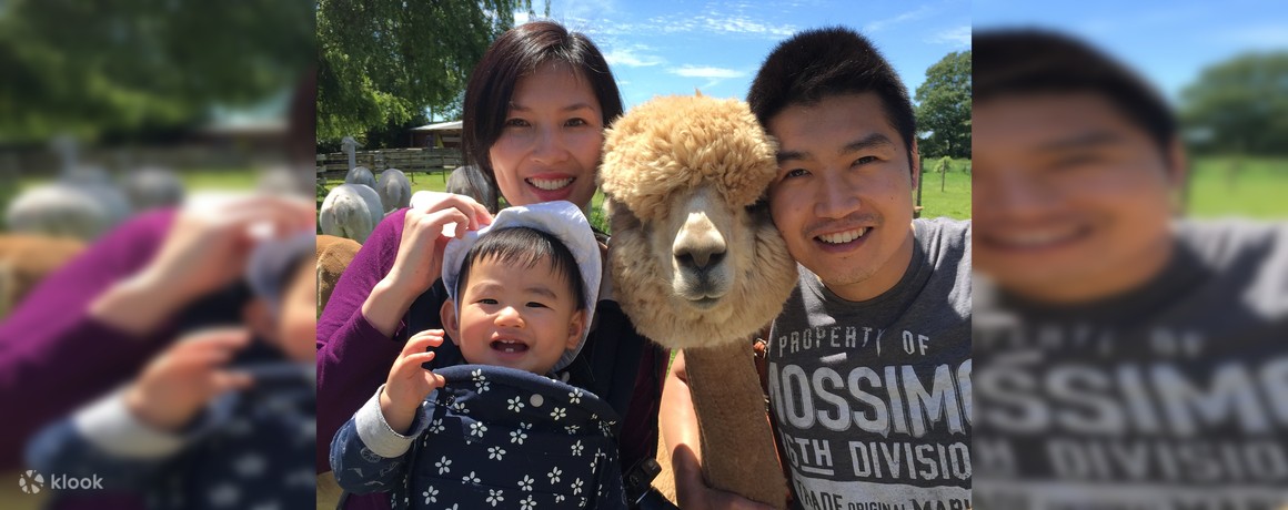 Cornerstone Alpaca Farm - Klook香港
