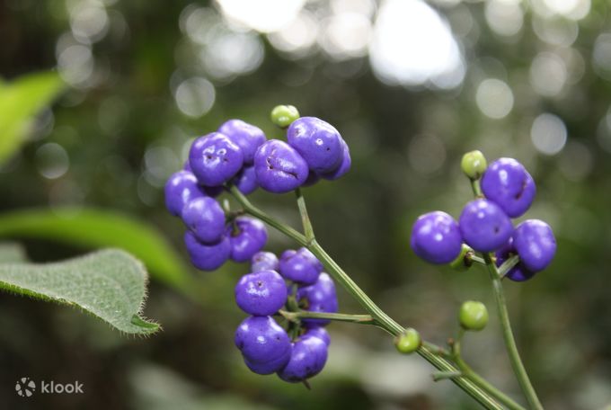 Rafflesia Trekking Experience in Ipoh - Klook United States
