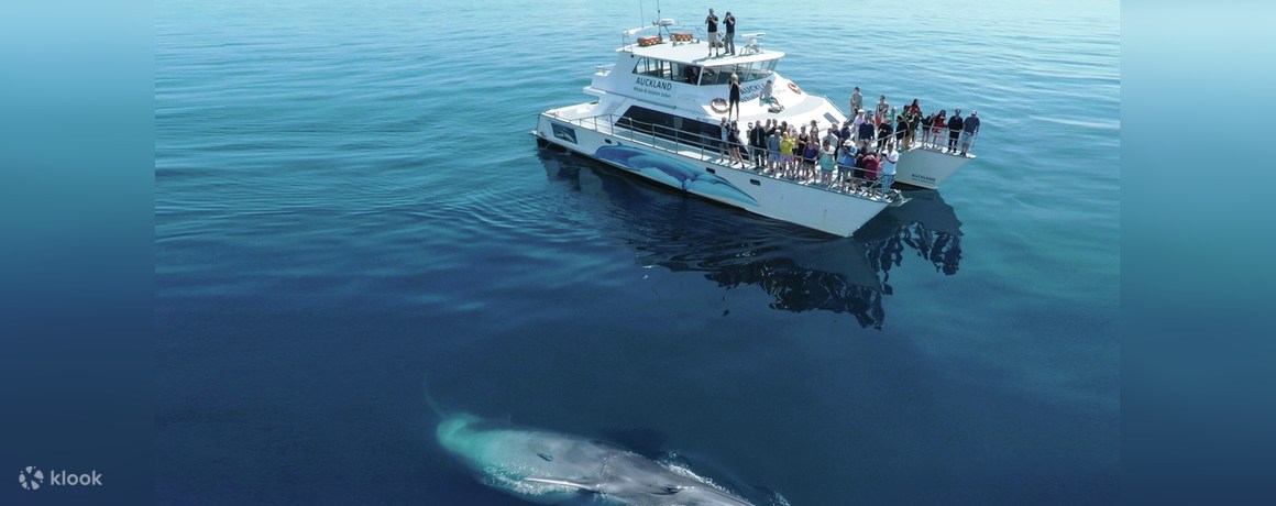 奥克兰观鲸 & 观海豚游船之旅 - Klook客路