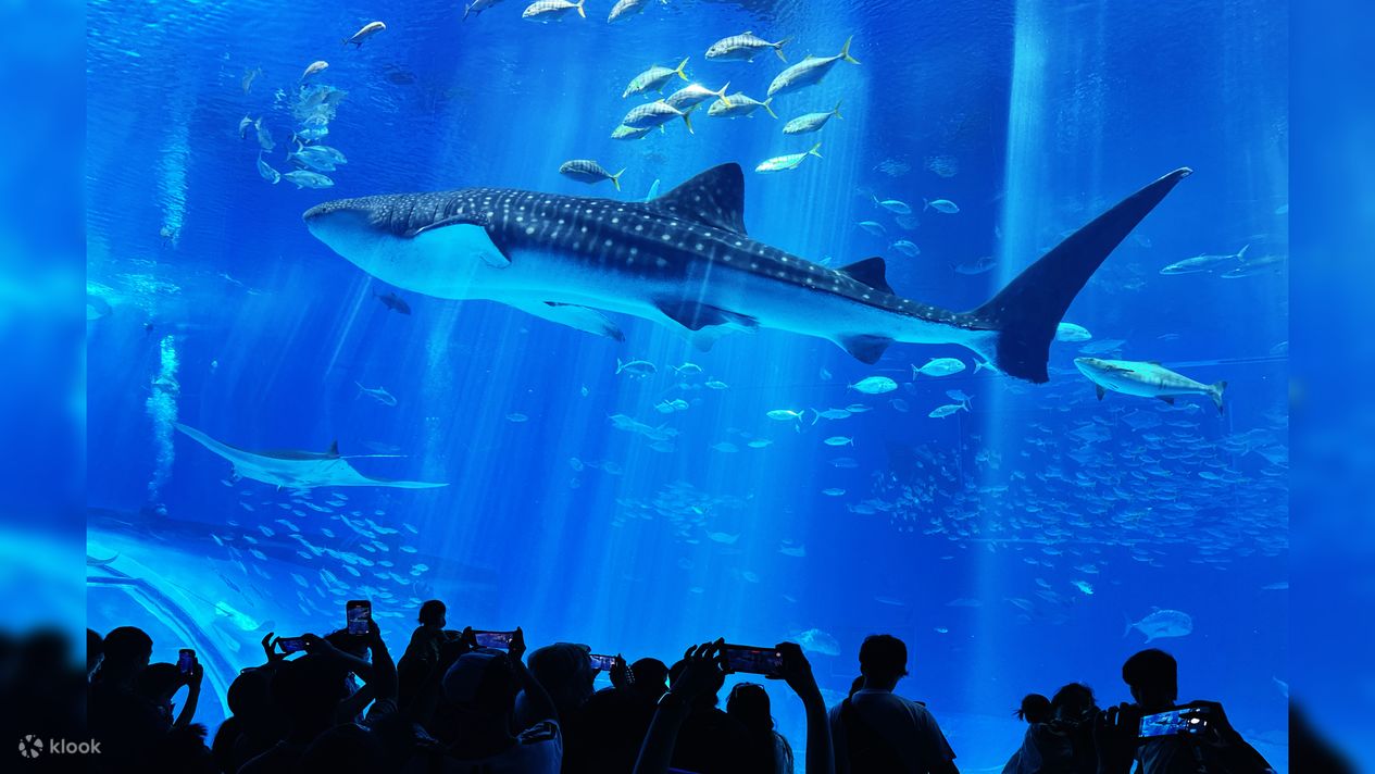 Okinawa Hip Hop Bus One Day Tour - Klook