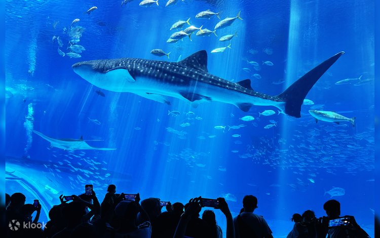 Okinawa Hip Hop Bus One Day Tour - Klook