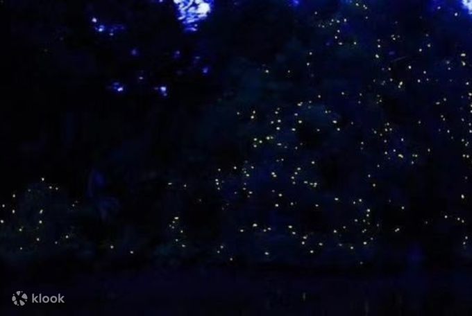 Bongawan Mangrove River Cruise, Fireflies, Sky Mirror with Professional ...