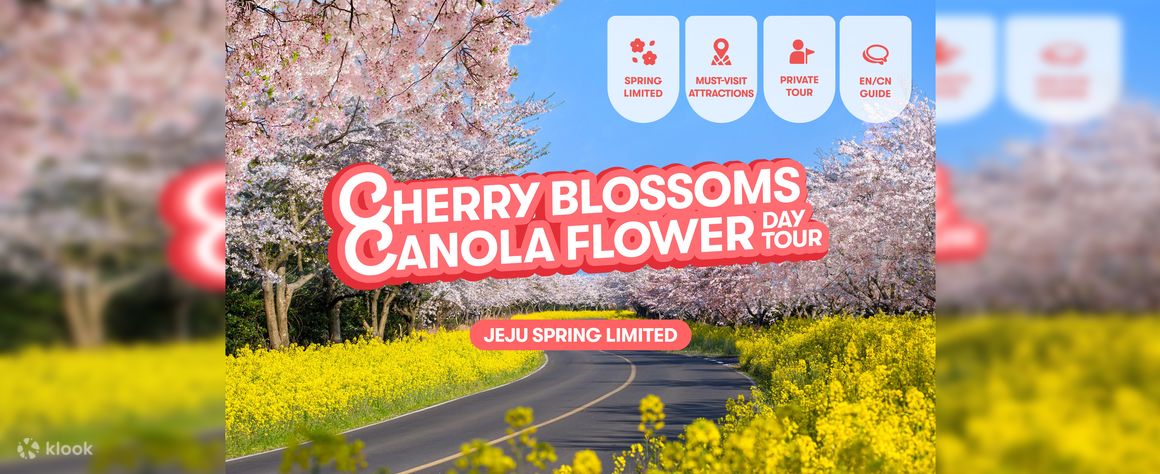 Jeju Canola Flower & Cherry Blossom Private Day Tour (By Wondertrip ...