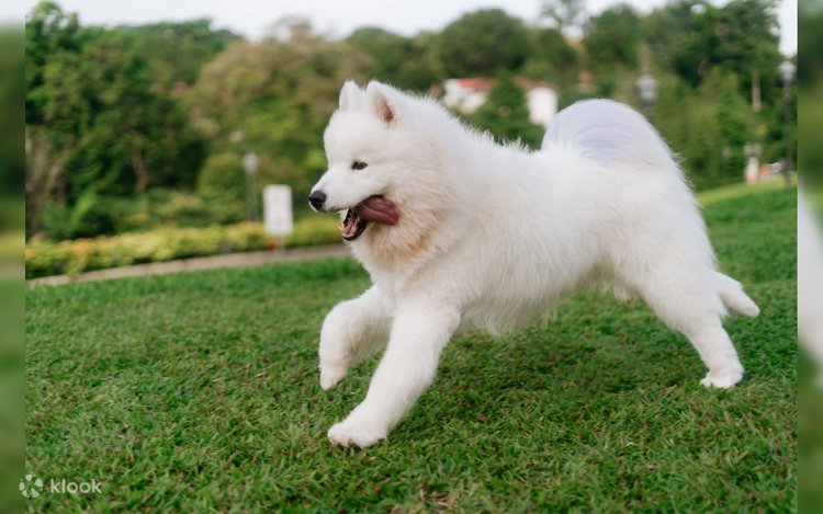 giant white samoyed