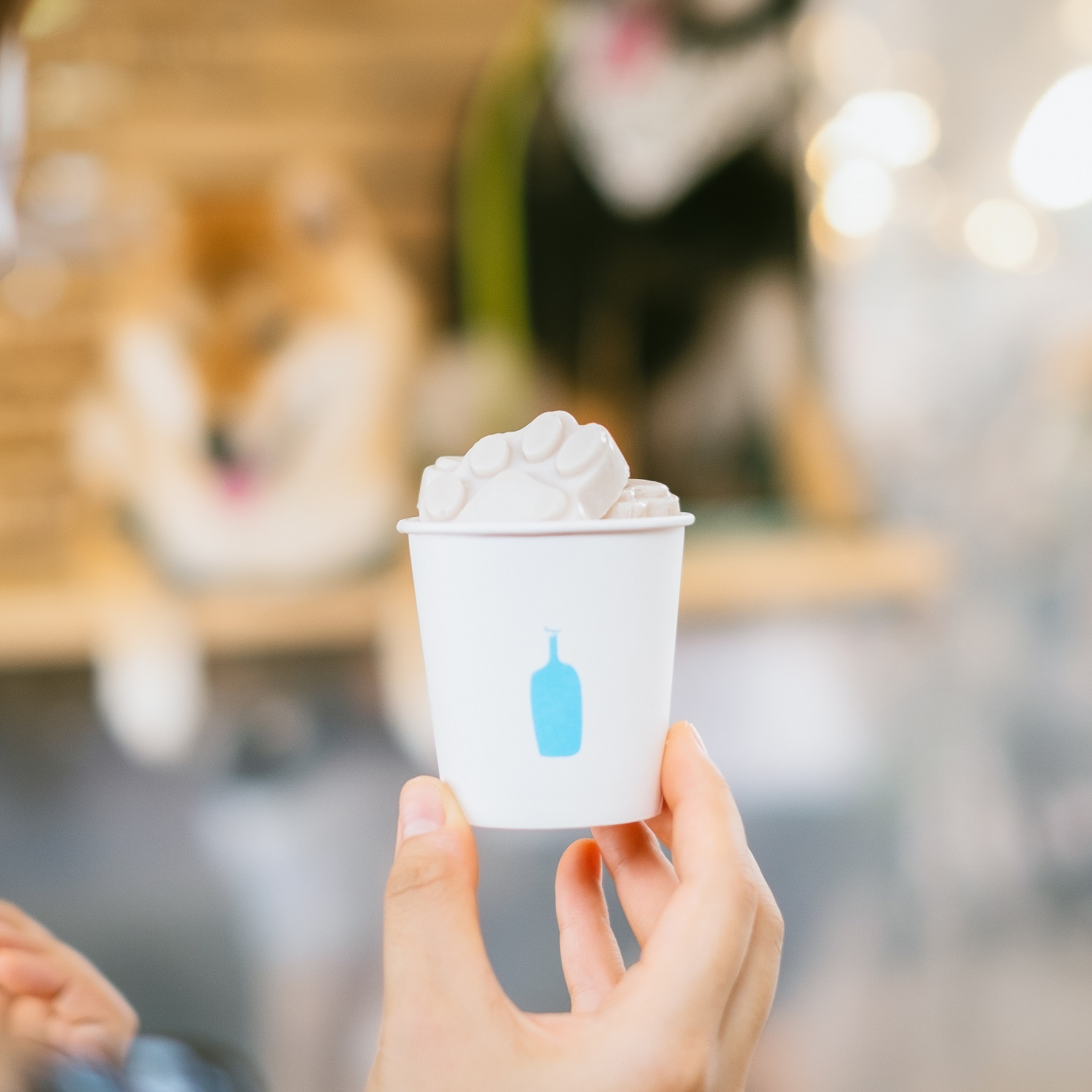 Blue Bottle Coffee Hong Kong Shatin Pop-Up Cafe