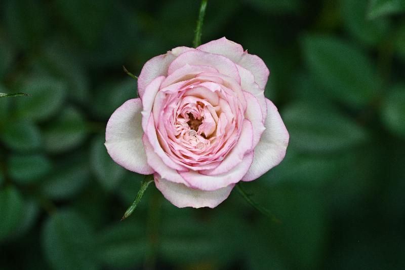 Plants of Rosaceae Exhibition