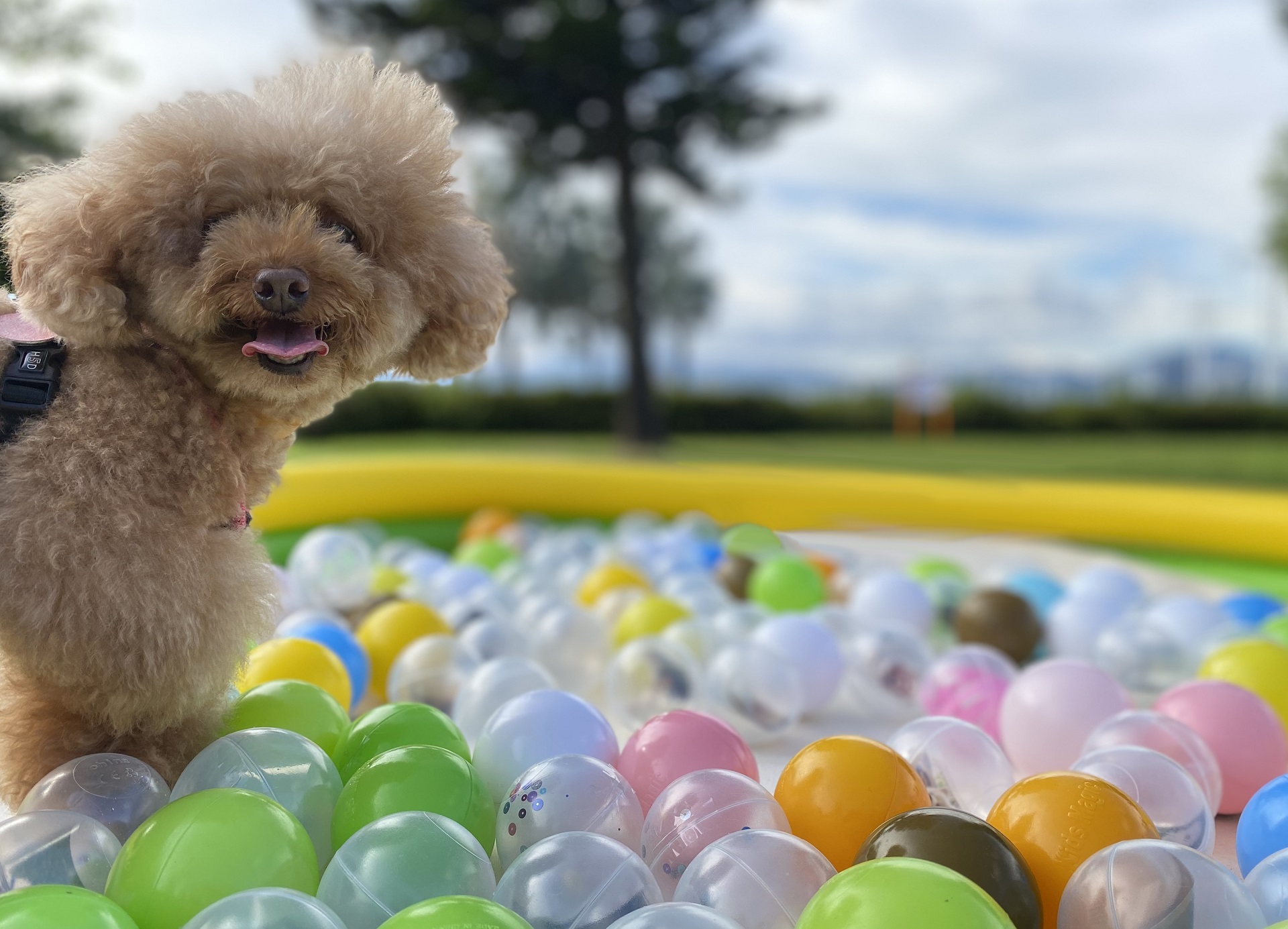 A Date with Dogs | New Vision Arts Festival 2022