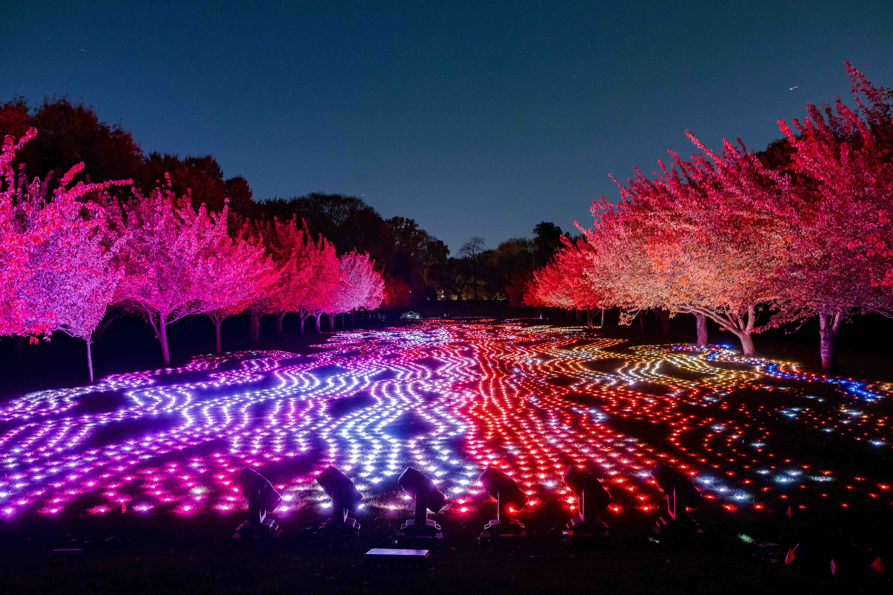 Brooklyn Botanic Garden Lightscape 2024