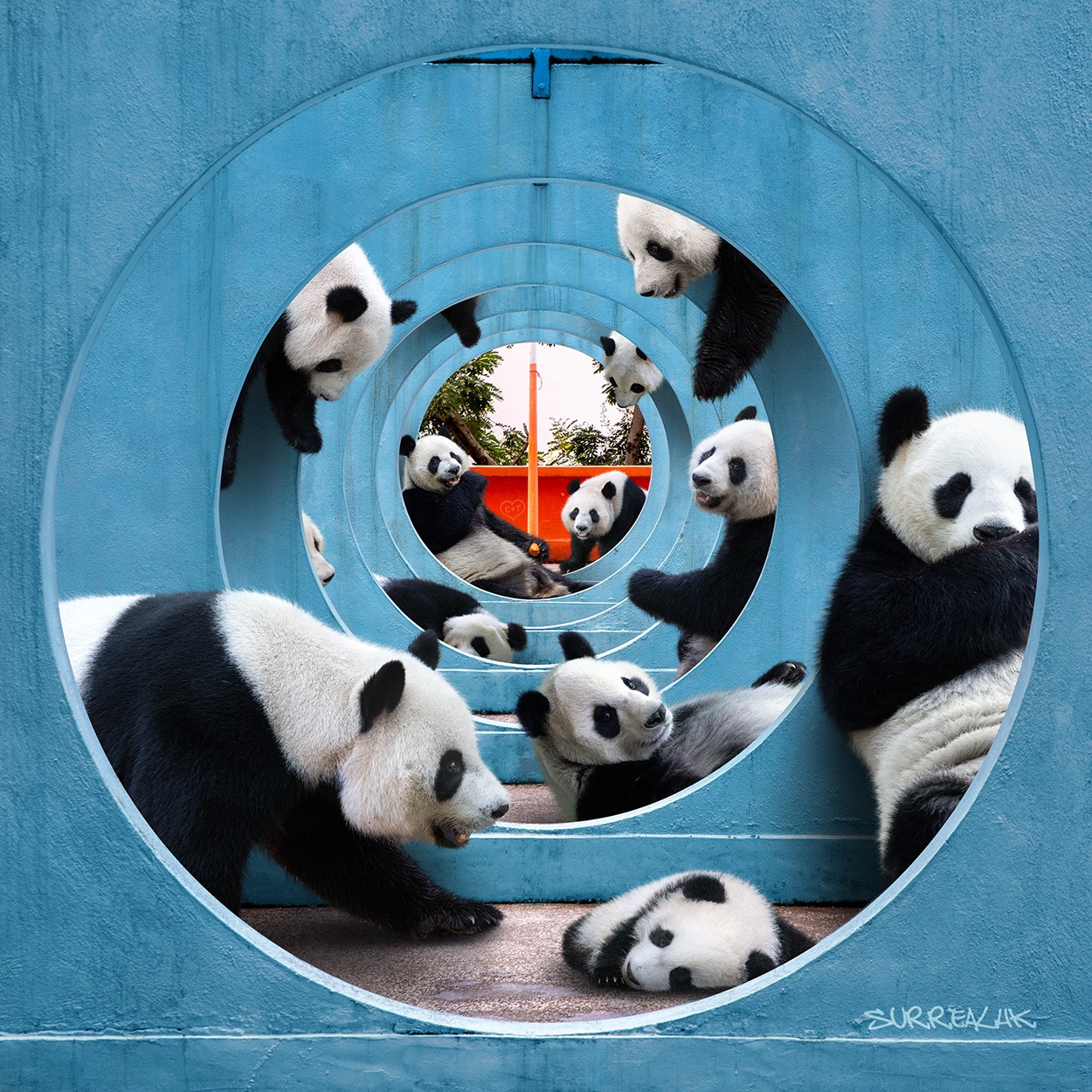 "Surreal Giant Pandas in Hong Kong" by SurrealHK