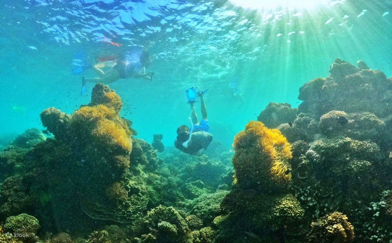 Phu Quoc Snorkeling Day Tour to Explore Coral Jungle Reef - Klook Malaysia