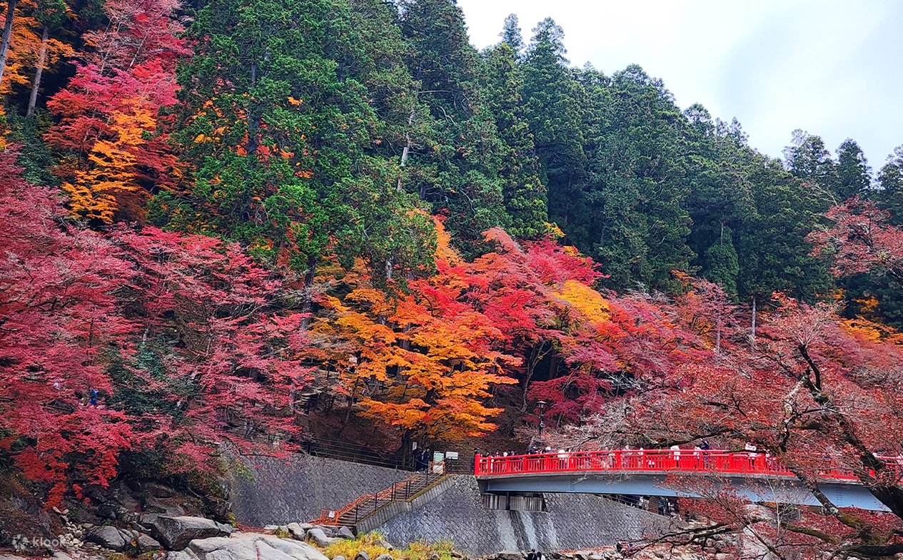 Hieizan Enryakuji Temple & Omihachiman & Kyorinbo Temple Night Maple ...