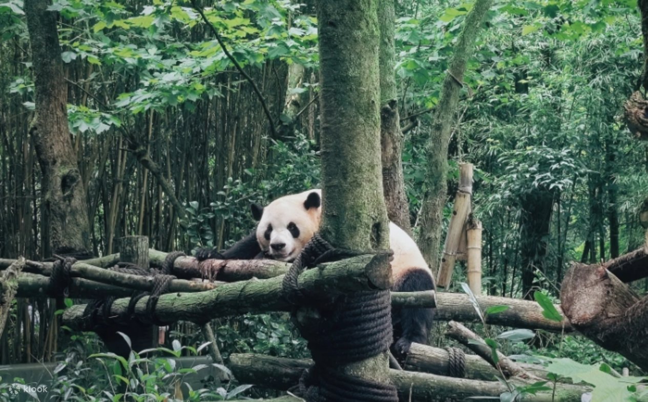Tur satu hari Chengdu Dujiangyan + Lembah Panda (melihat proyek ...