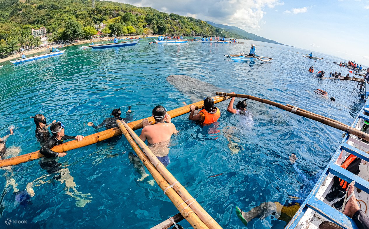Whale Shark Snorkeling & Sumilon Island Hopping Tour in Cebu - Klook