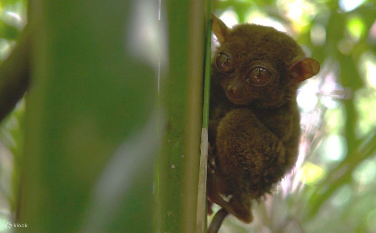 Bohol Countryside Tour - Klook Australia