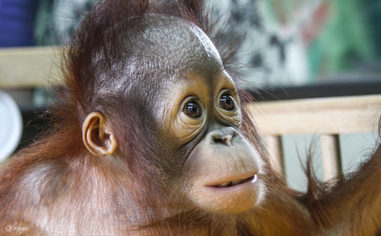 Hidden Jungle (Mount Leuser National Park) Day Tour from Medan - Klook
