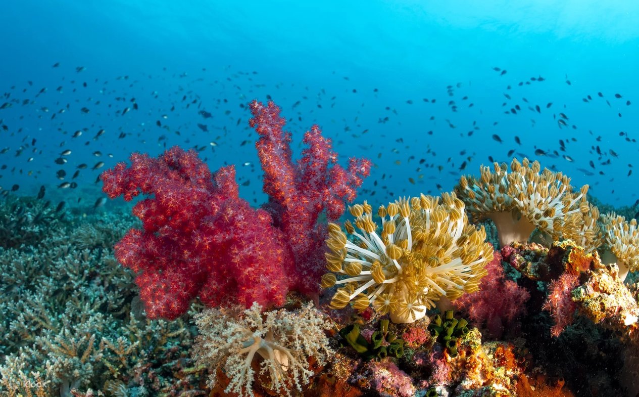 Experience an Exciting 1PM Dive in Cauayan, Negros with PADI Resort ...