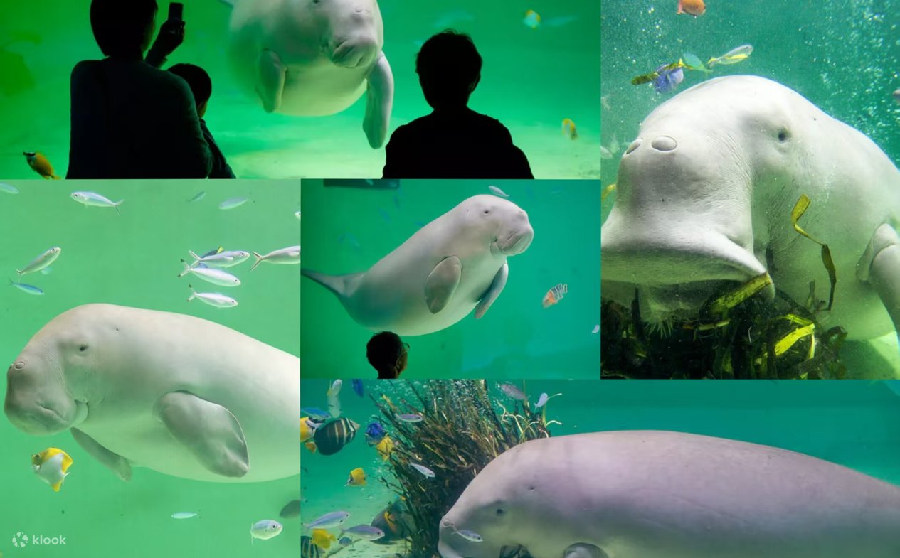 [Nagoya Family Trip] Toba Aquarium: Adorable Marine Life or Mikimoto ...