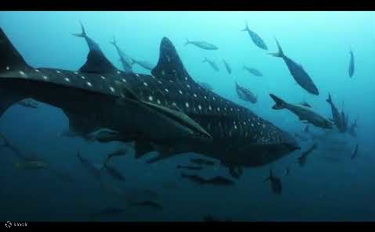 Full-Day Dive Trip in Phuket with 3 Dives | PADI 5 Star IDC Resort ...